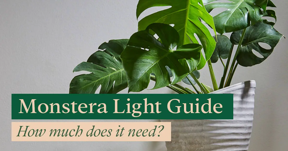 Monstera Light Requirements: How Much Light Does it Need?