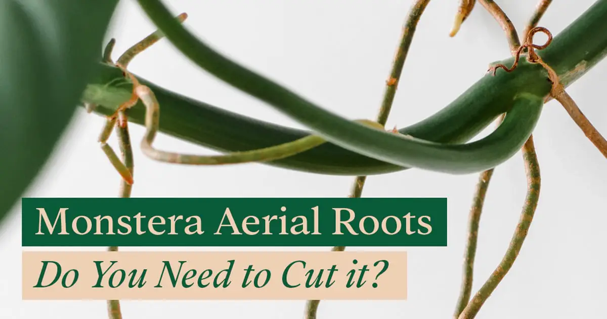 Dealing with Monstera Aerial Roots: Do You Need to Cut it? - Bloomsprouts