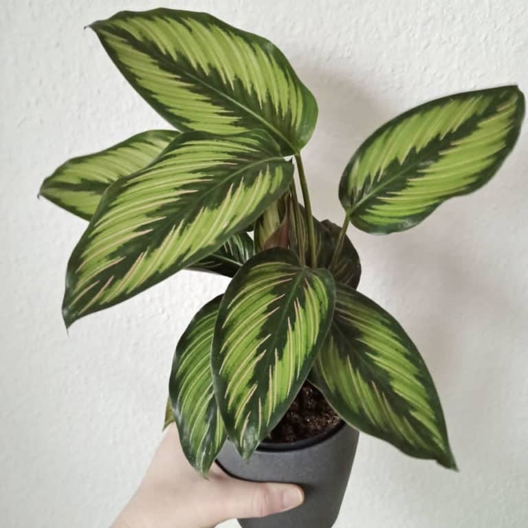 11 Most Popular Calathea Varieties: Complete Guide (Picture & Cost)