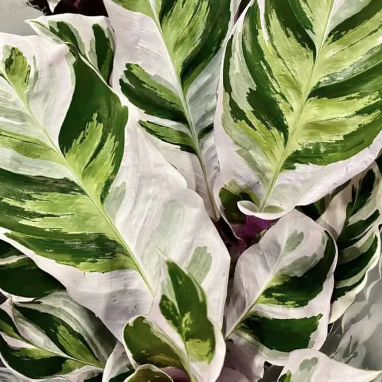 11 Most Popular Calathea Varieties: Complete Guide (Picture & Cost)