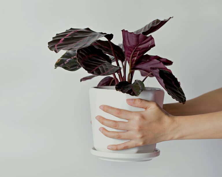 Calathea Growth: How Big Can a Calathea Plant Grow? - Bloomsprouts