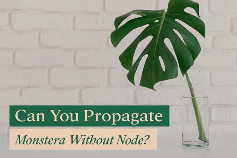Can You Propagate Monstera Without Node? - Bloomsprouts