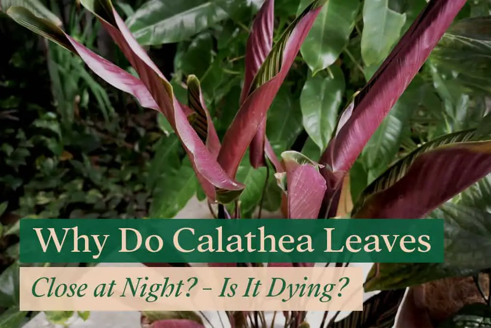 Why Do Calathea Leaves Stand Up at Night - Is It Dying?