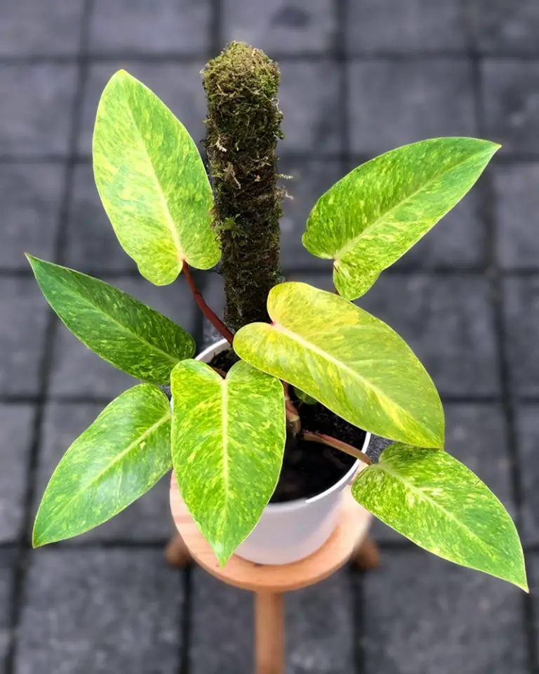 25 Philodendron Varieties to Blow You Away (With Pictures)