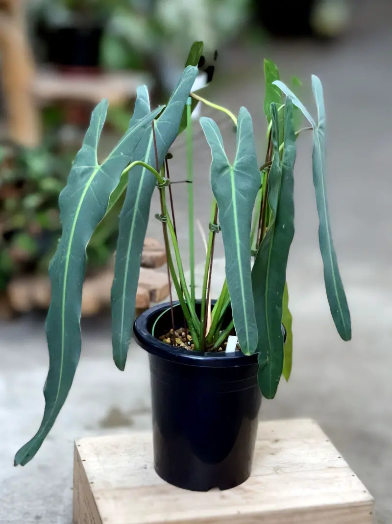 25 Philodendron Varieties to Blow You Away (With Pictures)