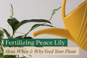Fertilizing Peace Lily: How, When & Why Feed Your Spathiphyllum