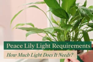 Peace Lily Light Requirements: How Much Does It Need?